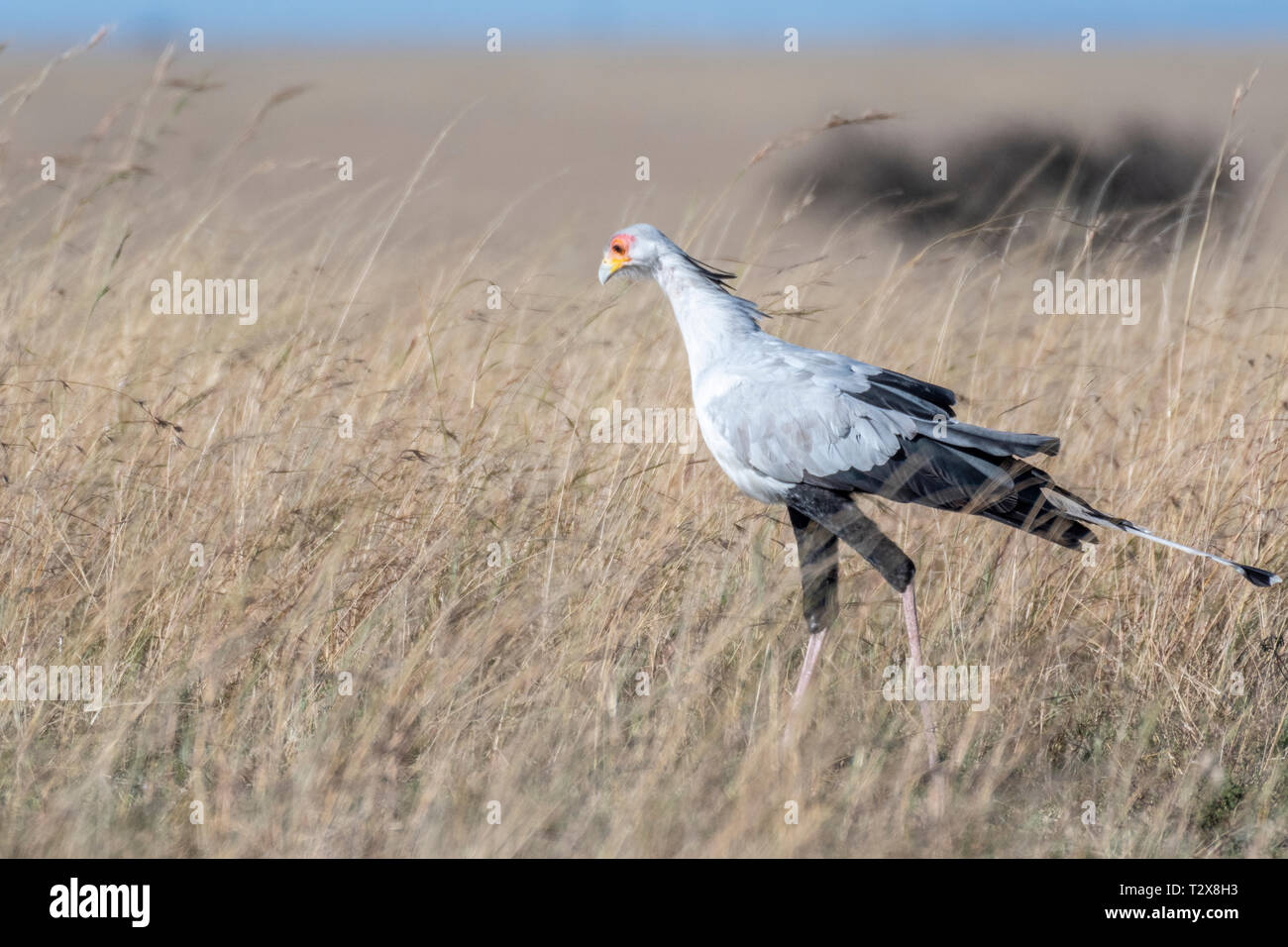 Secretary bird walking alone in Maasai Mara national reserve, Kenya ...