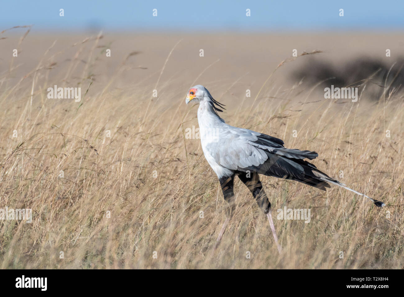 Secretary bird walking alone in Maasai Mara national reserve, Kenya ...