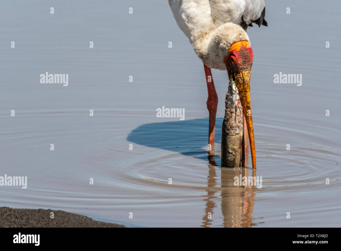 Moment of catching a fish hi-res stock photography and images - Alamy