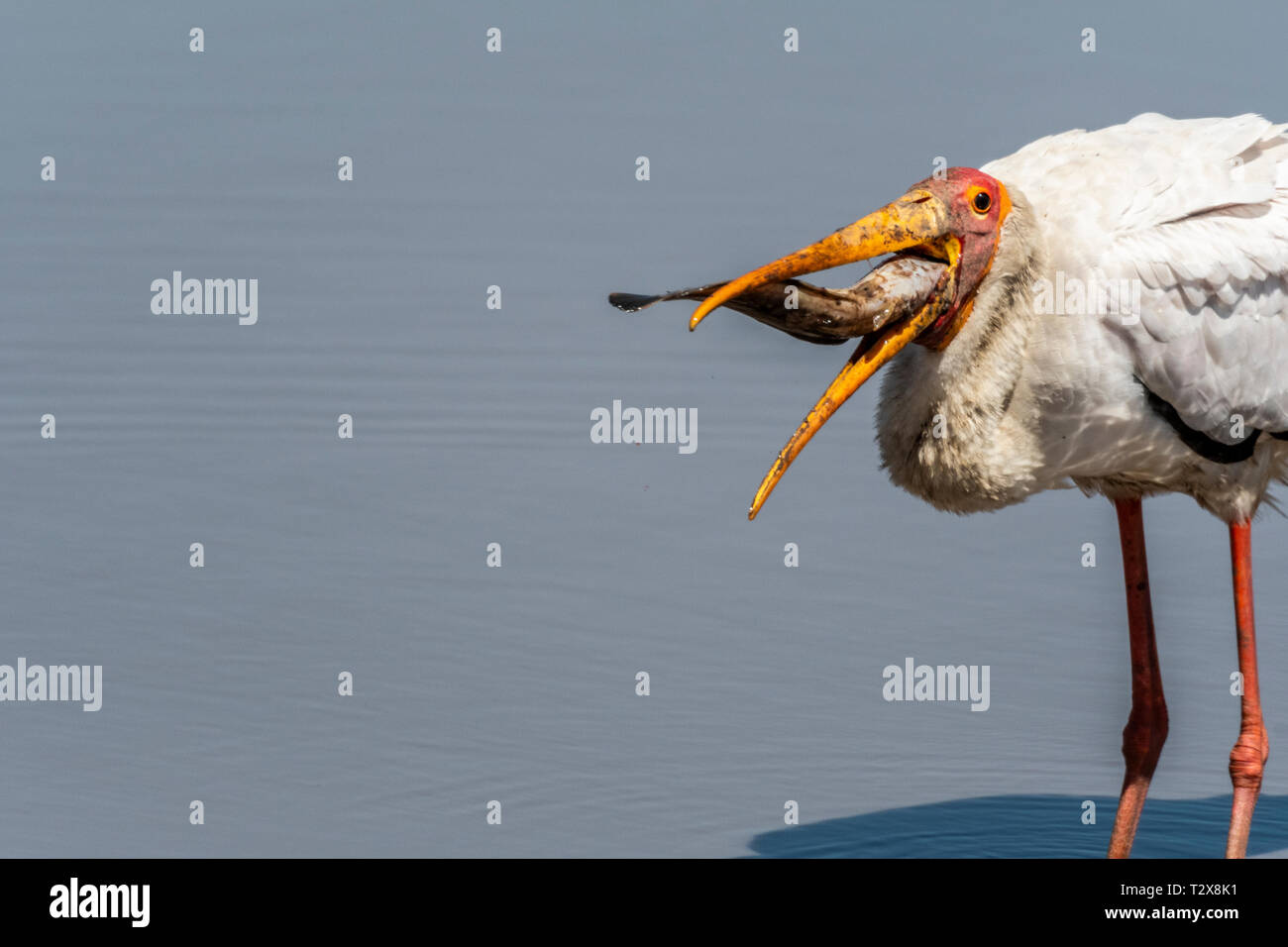 Aquatic birds fishing hi-res stock photography and images - Alamy