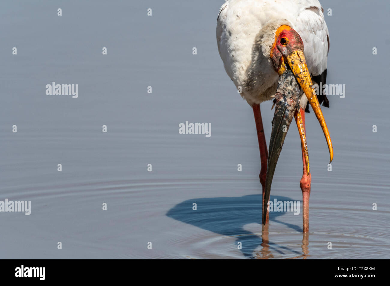 yellow billed stork catching fishing in a pond and swallowing the fish ...