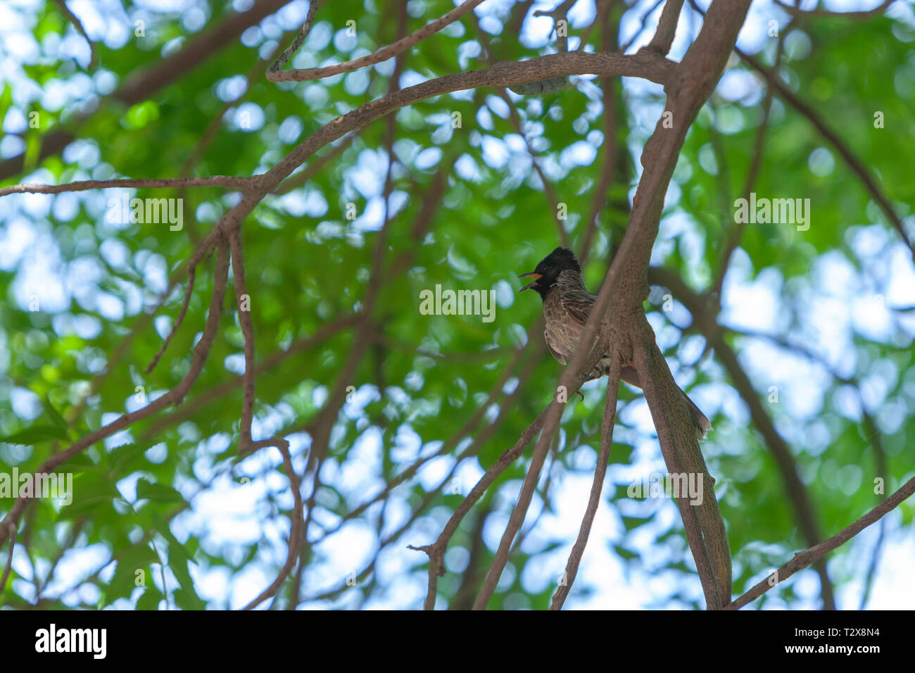 India pycnonotus cafer hi-res stock photography and images - Alamy