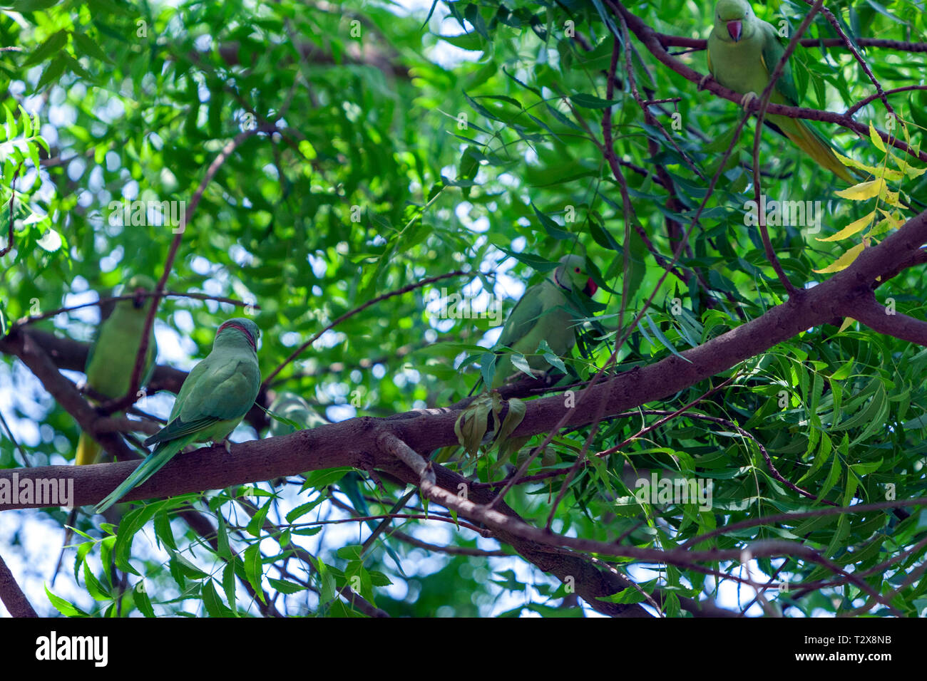 Rose-ringed parakeet, Psittacula krameri, parrot in Jodhpur, Rajasthan ...