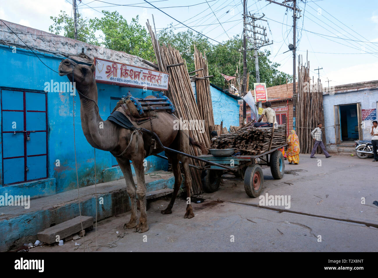 Camel transporting wood poles in the Market in Jodhpur, Rajasthan ...