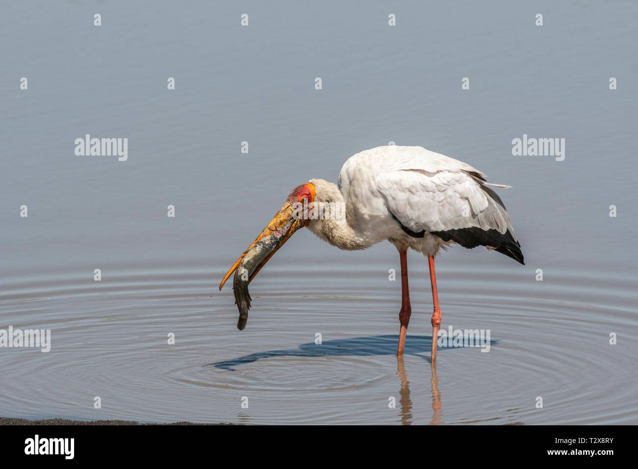 Moment of catching a fish hi-res stock photography and images - Alamy