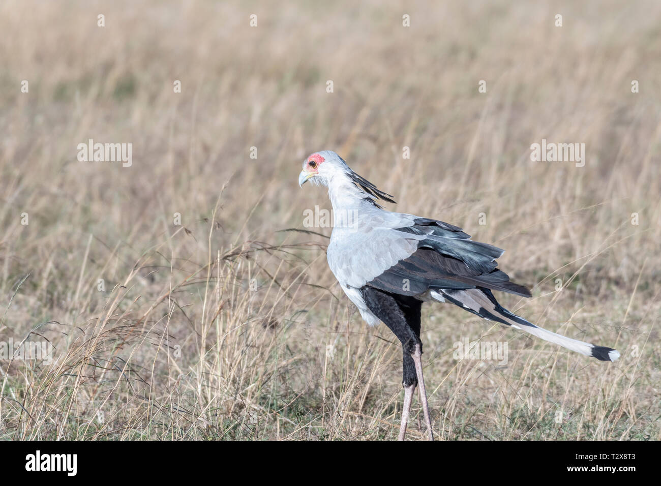 Secretary bird walking alone in Maasai Mara national reserve, Kenya ...