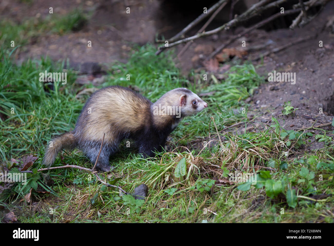 Frettchen, Mustela putorius furo, ferret Stock Photo - Alamy Frettchen, Mustela putorius furo, ferret Stock Photo - Alamy