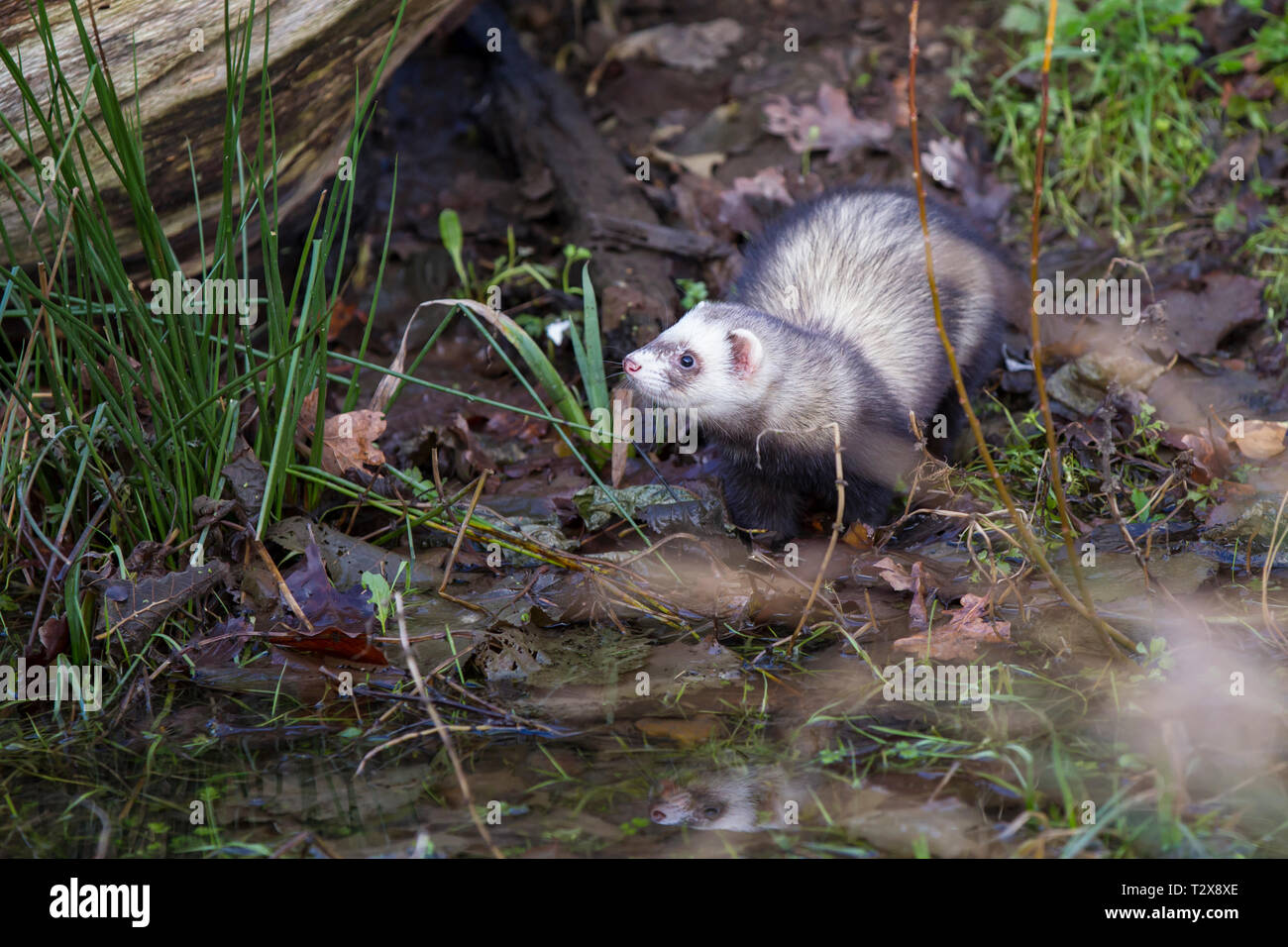 Frettchen, Mustela putorius furo, ferret Stock Photo - Alamy Frettchen, Mustela putorius furo, ferret Stock Photo - Alamy