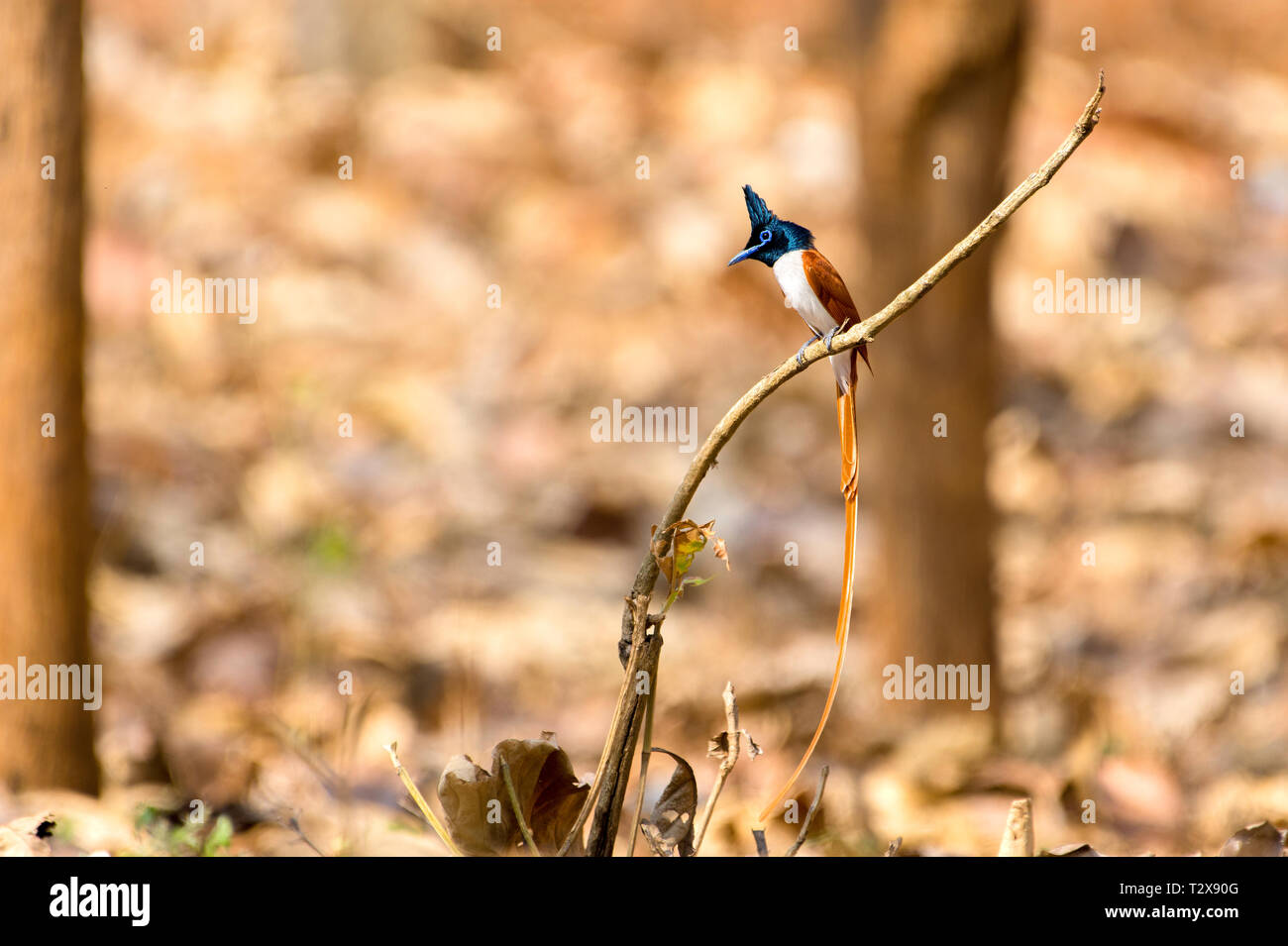 Indian paradise flycatcher Stock Photo - Alamy