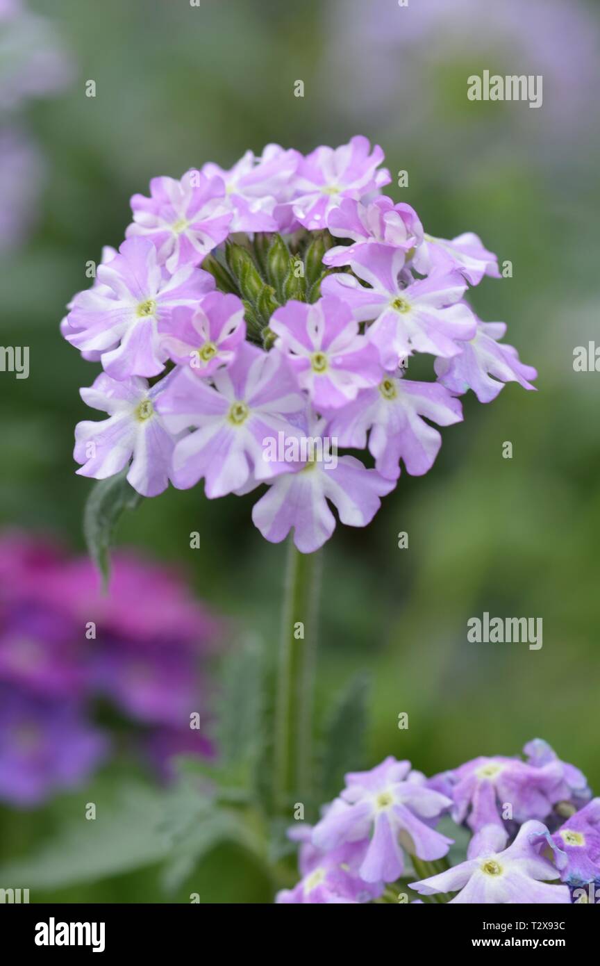 Verbena Lanai Lavender Stock Photo - Alamy