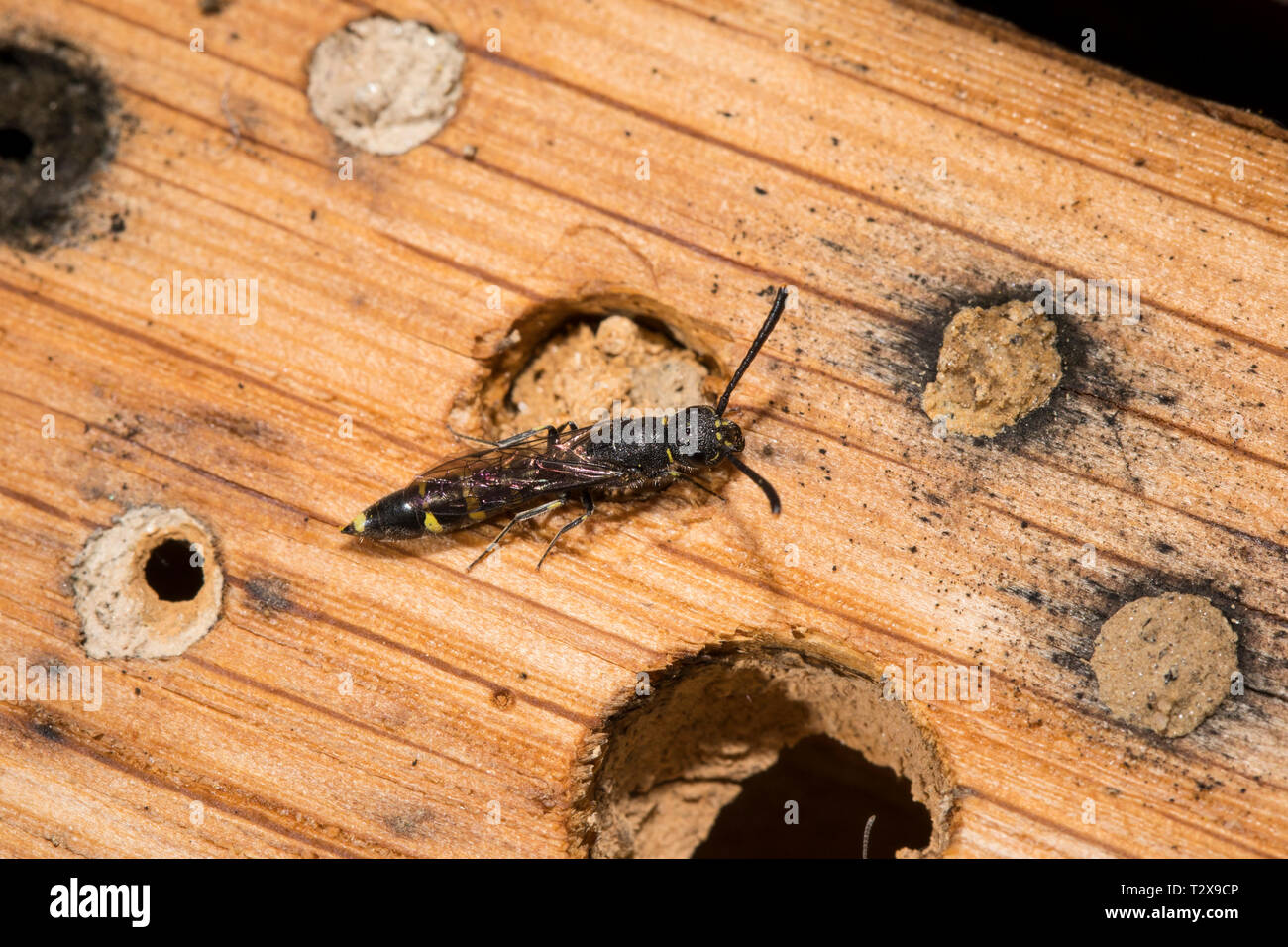 Keulhornwespen, Sapygidae, Club-horned wasps Stock Photo - Alamy