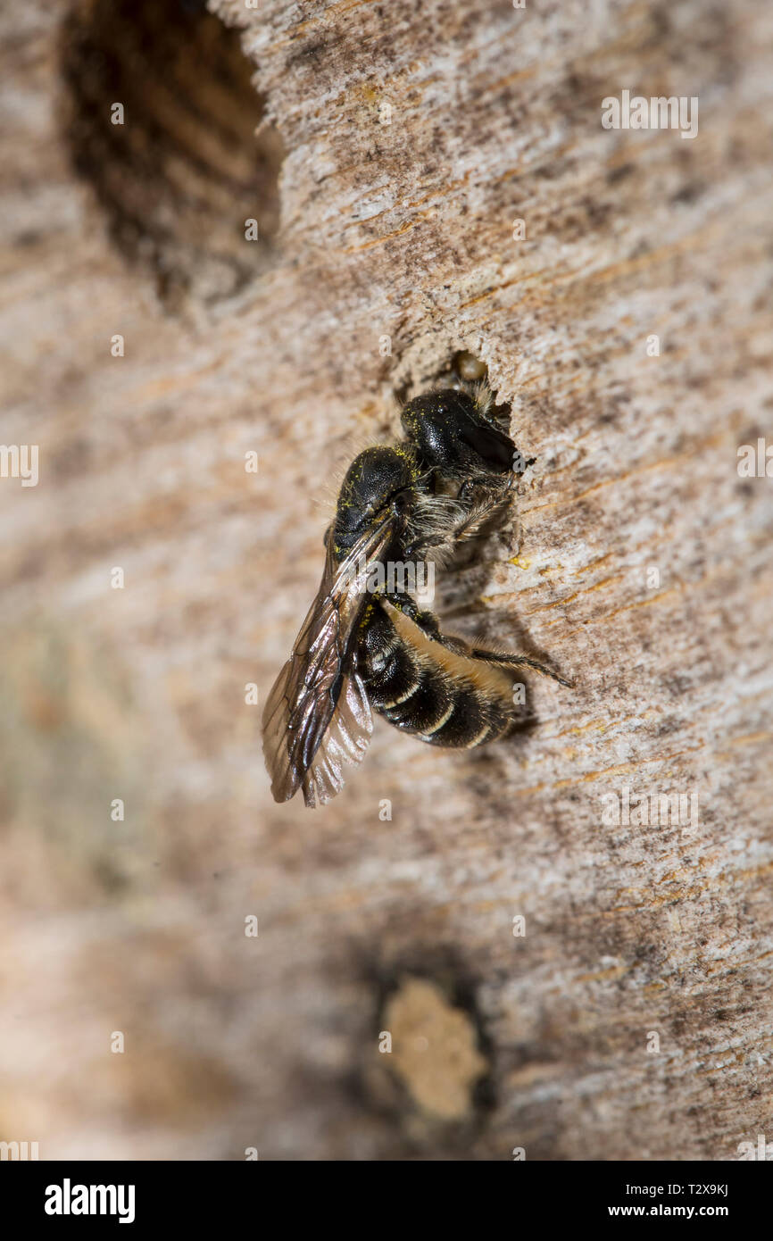 Mason bee hi-res stock photography and images - Alamy