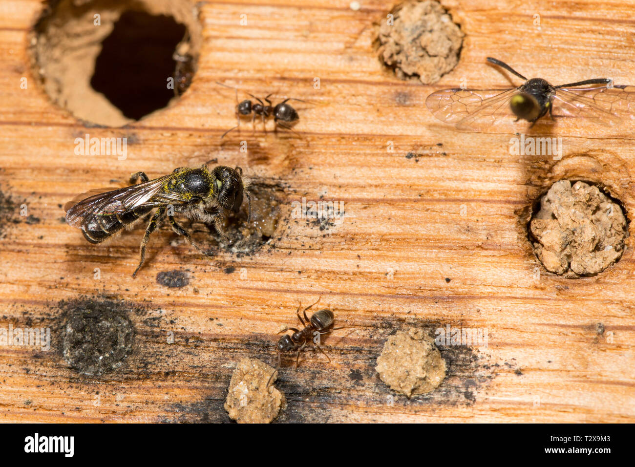 Mauerbiene, Chelostoma florisome, Mason bee Stock Photo - Alamy