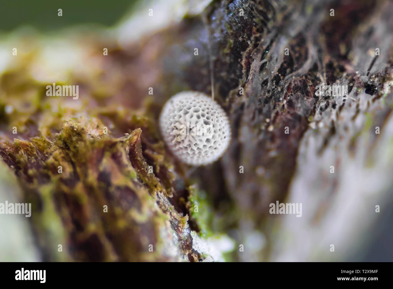 Eggs of stick insect hi-res stock photography and images - Alamy