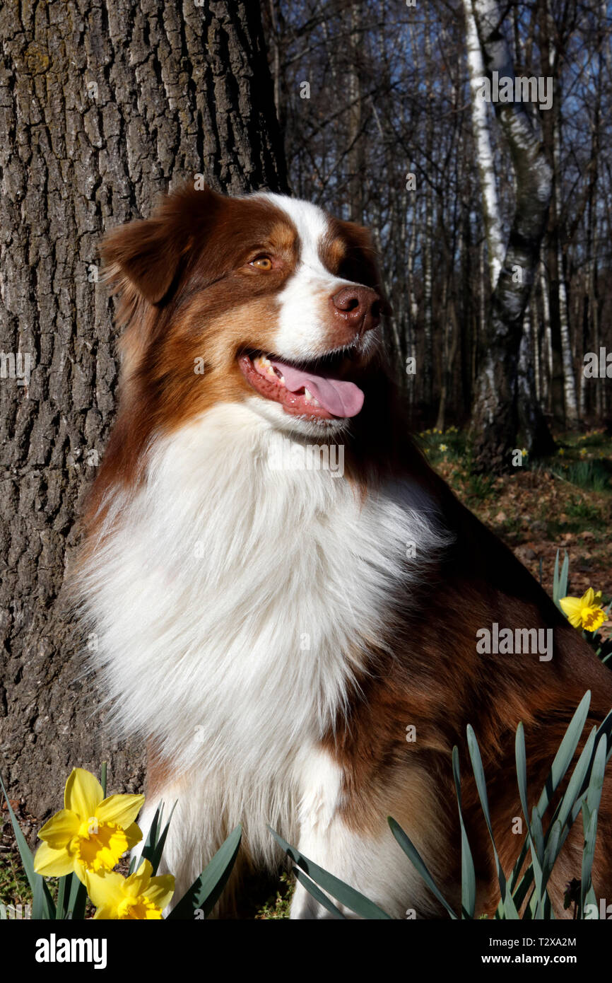 Australian Male Stock Photos & Australian Male Stock Images - Alamy