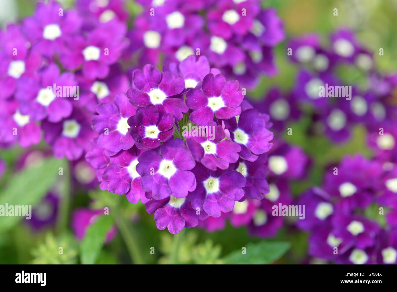 Verbena aztec violet hi-res stock photography and images - Alamy