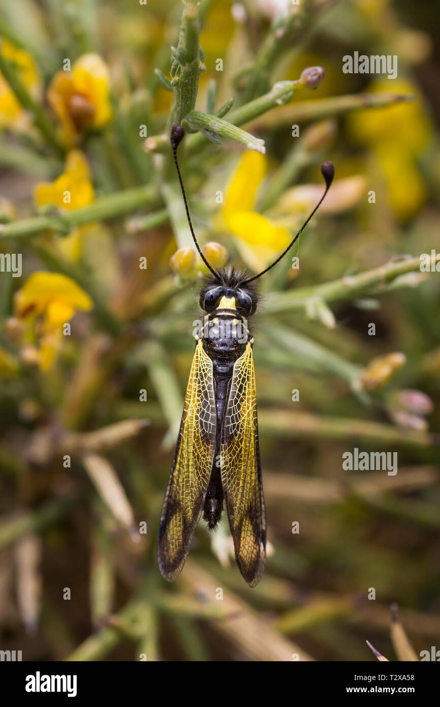 Schmetterlingshaft, Libelloides rhomboides ssp. cretensis, Owlfly Stock ...