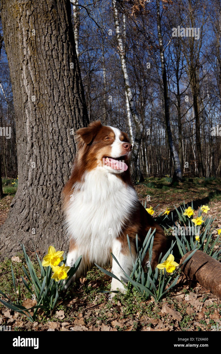 Red male Australian shepherd dog Stock Photo - Alamy