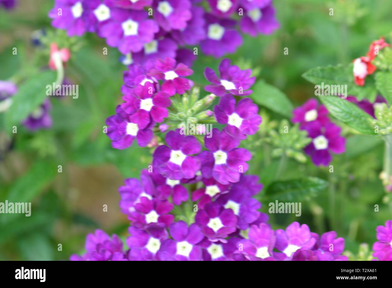 Verbena aztec violet hi-res stock photography and images - Alamy