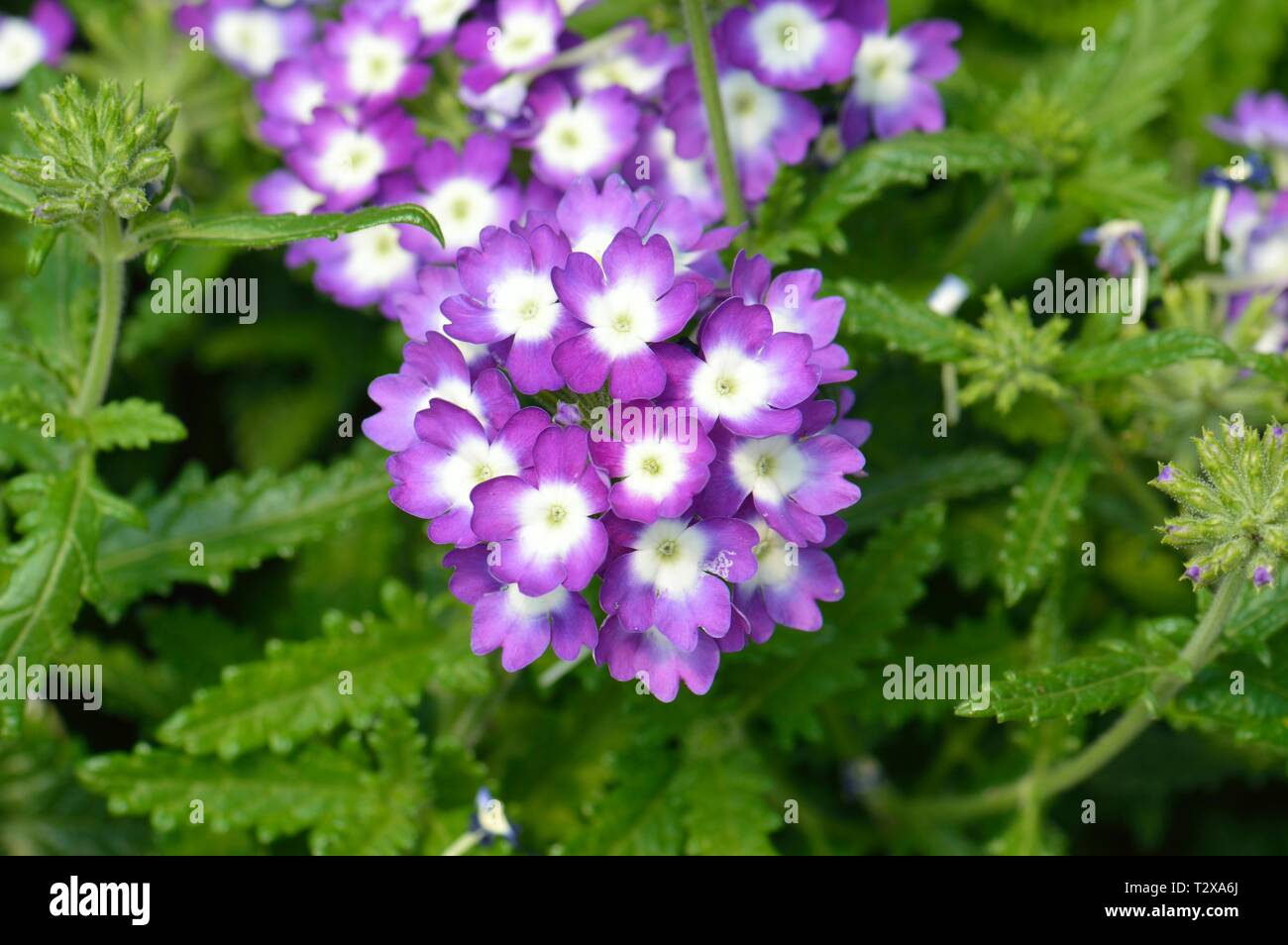 verbena aztec violet Stock Photo - Alamy