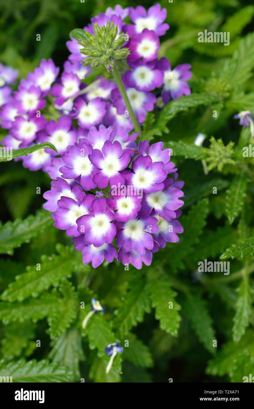 Verbena aztec violet hi-res stock photography and images - Alamy