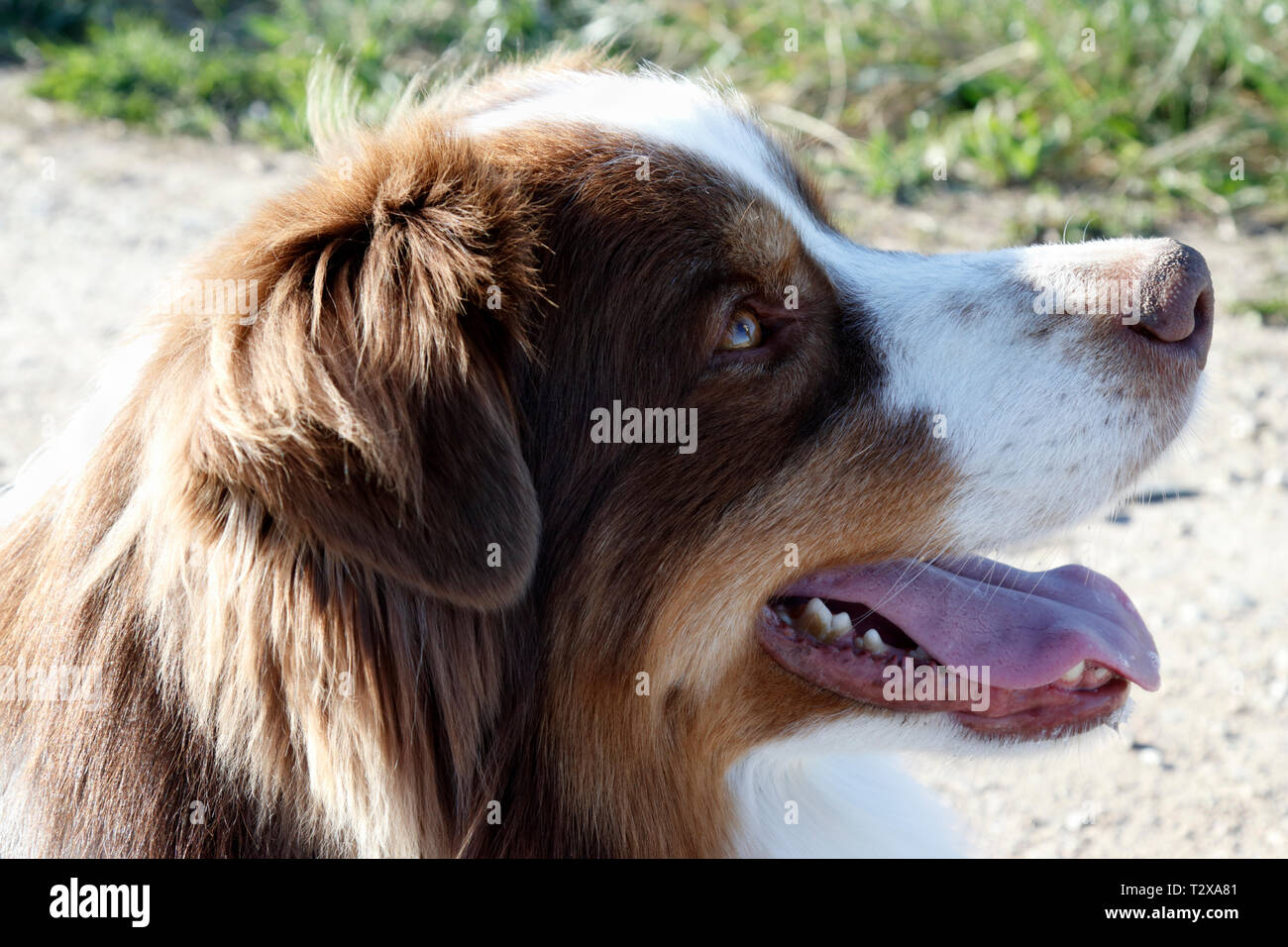 Australian shepherd head hi-res stock photography and images - Alamy
