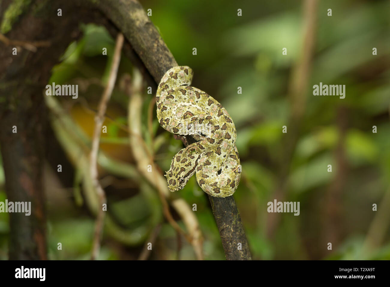 The rainforest of Costa Rica Stock Photo - Alamy