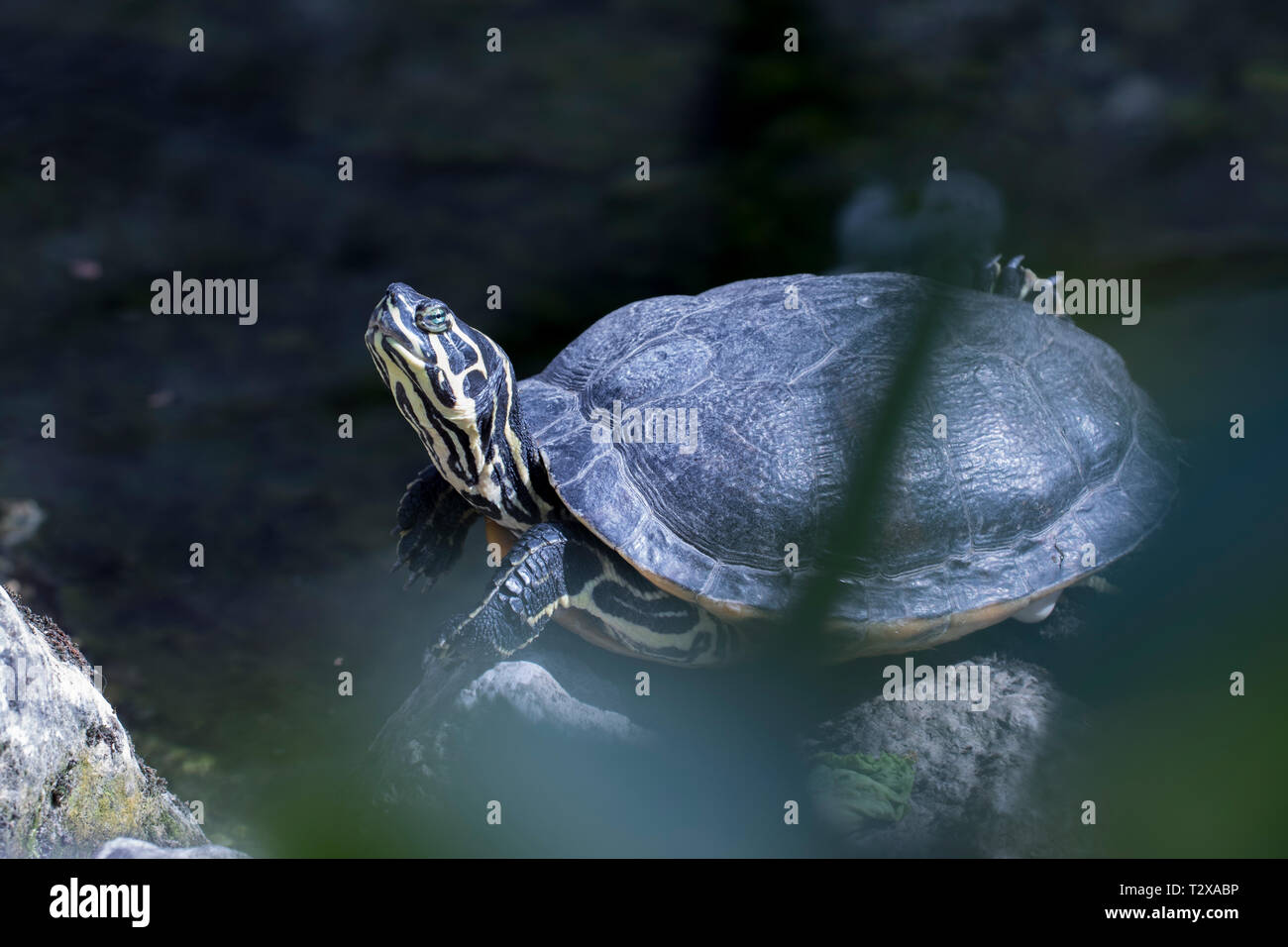Turtle basking on the rocks hi-res stock photography and images - Alamy