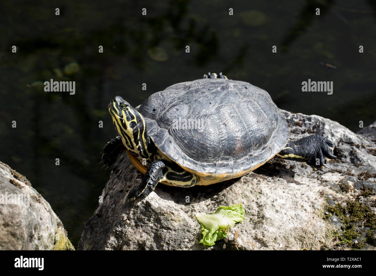 Large turtle relaxing on a rock. Reptile basking in the sunlight Stock ...