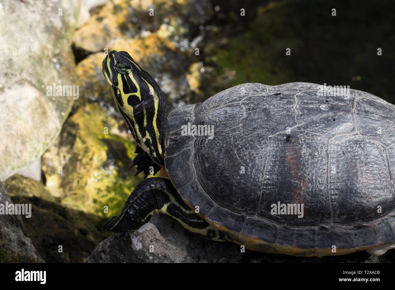 Asian box turtle hi-res stock photography and images - Alamy