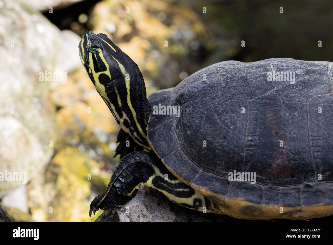 Asian box turtle hi-res stock photography and images - Alamy