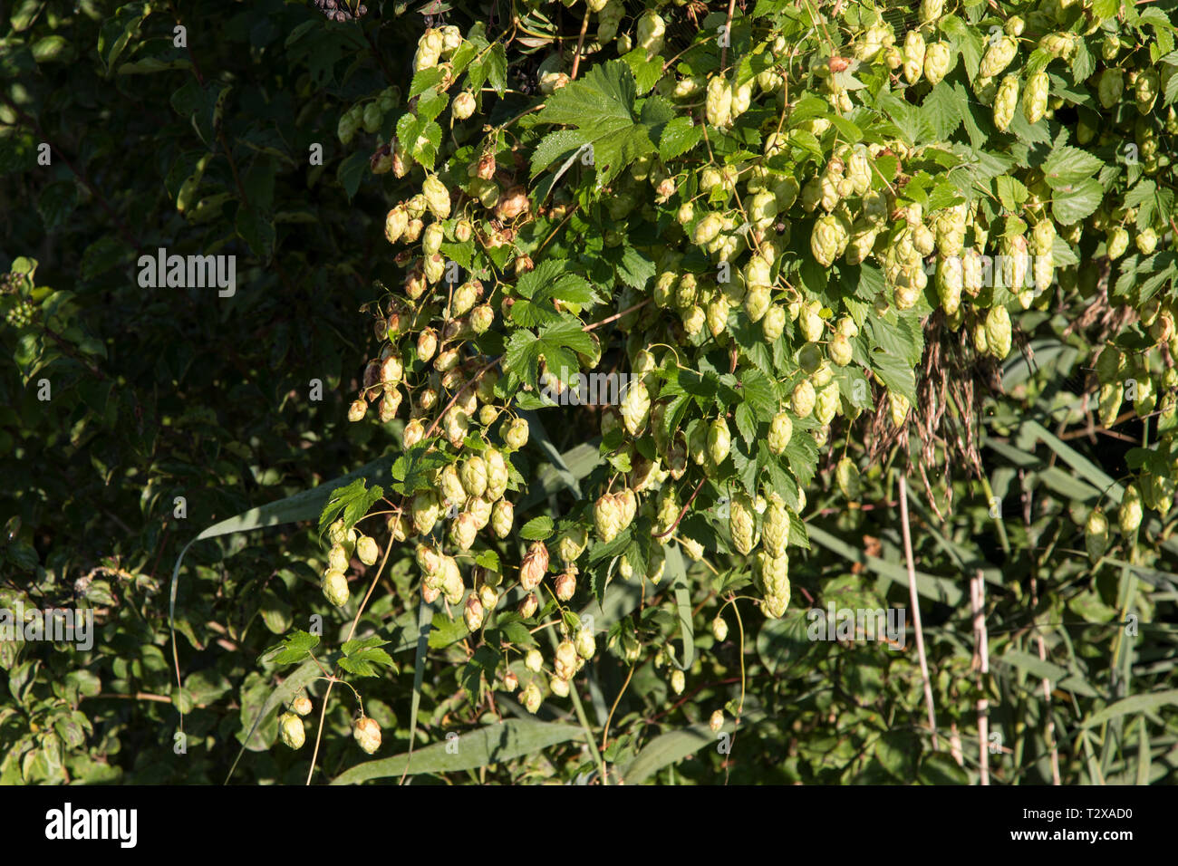 Pflanze Hopfen High Resolution Stock Photography and Images - Alamy