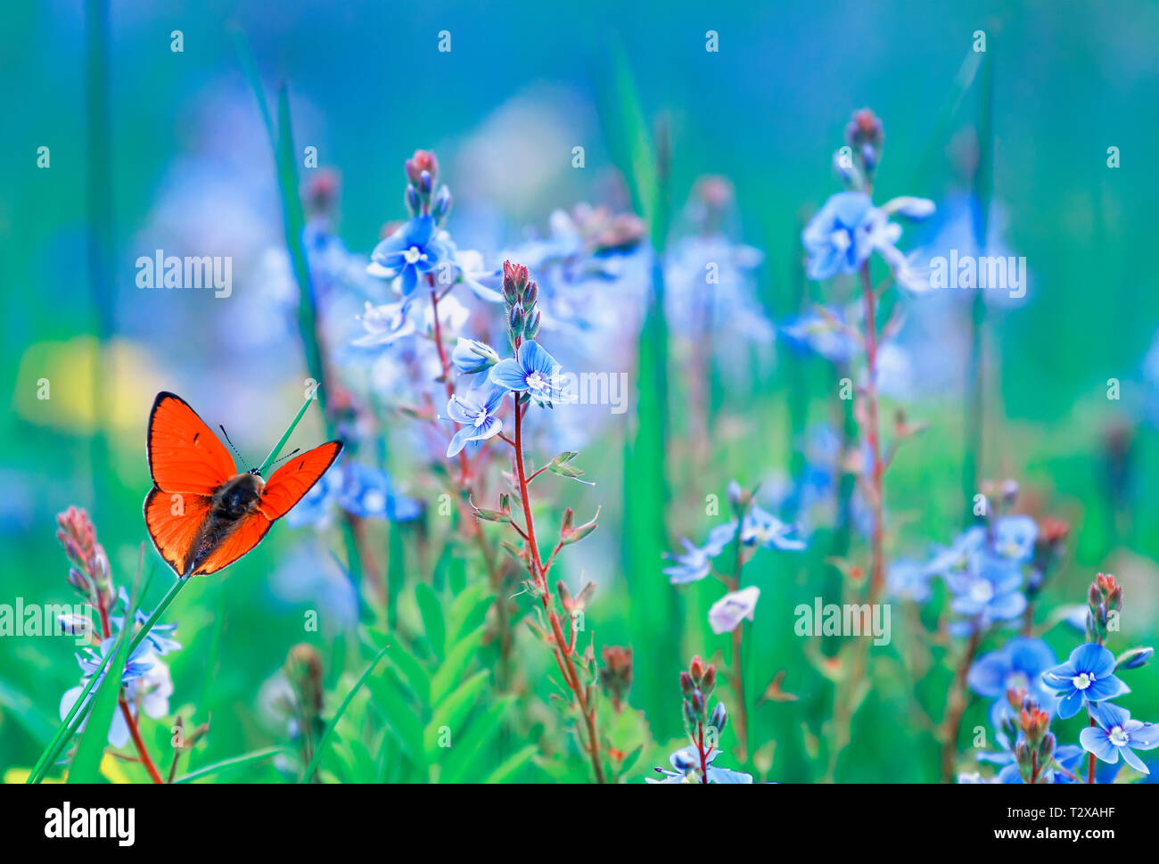 beautiful little orange butterfly sits on a summer meadow with lush ...