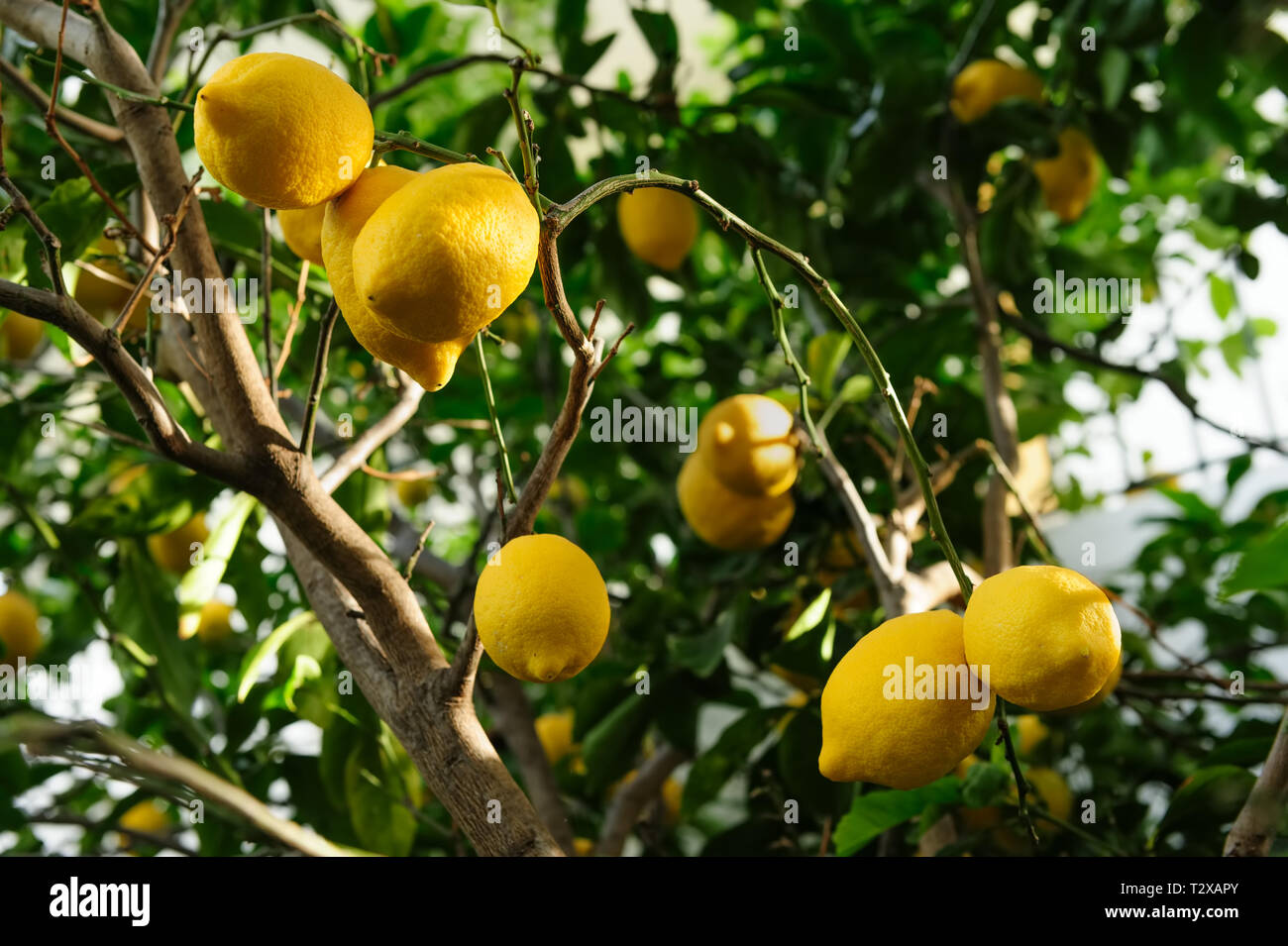 Lemon tree with ripe yellow fruits hi-res stock photography and images ...