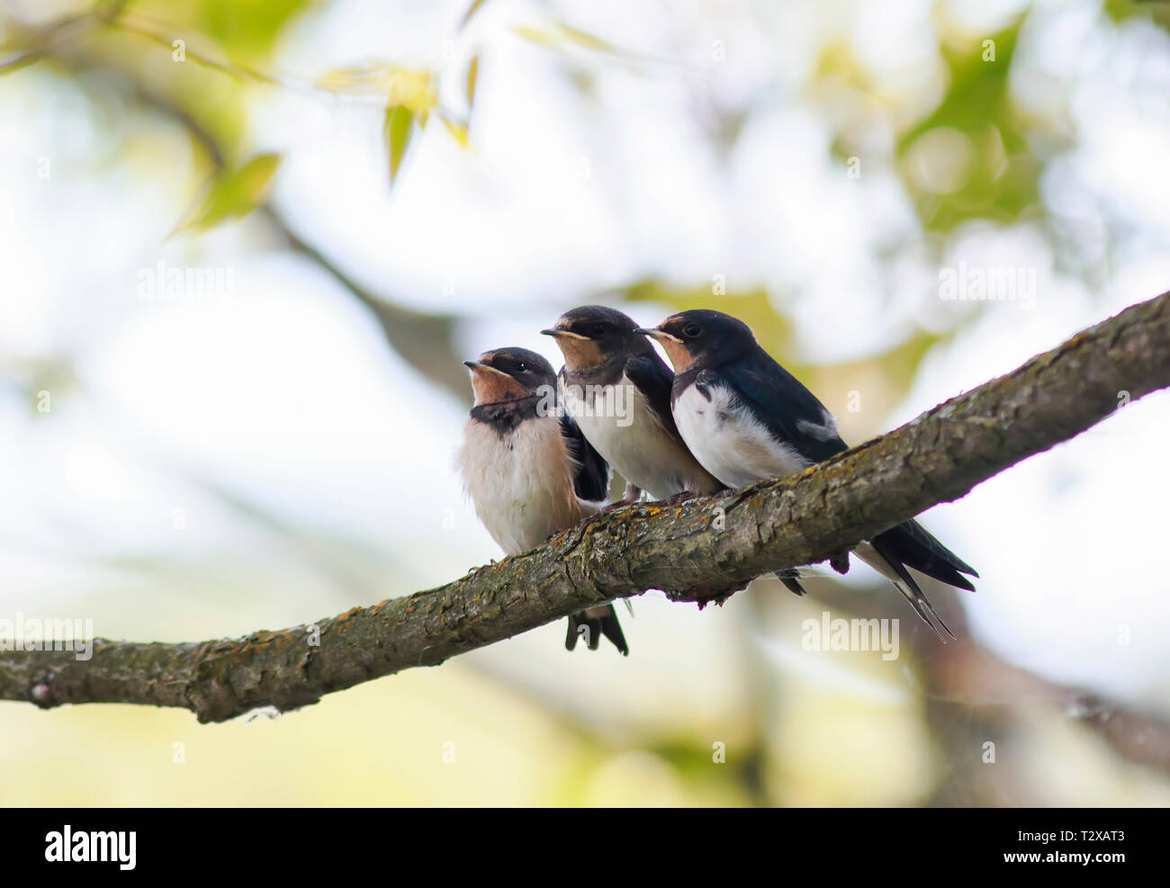three little plump funny chicks barn swallows sitting together on a ...