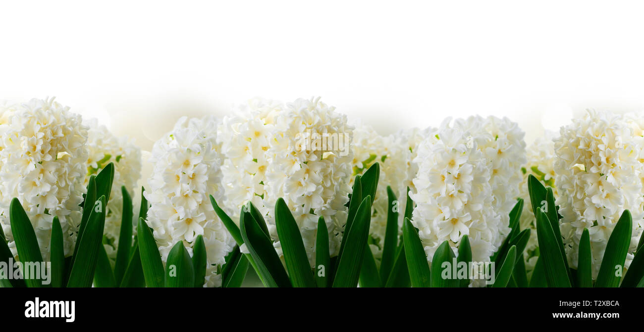 Hyacinth white flowers border over on white background Stock Photo - Alamy