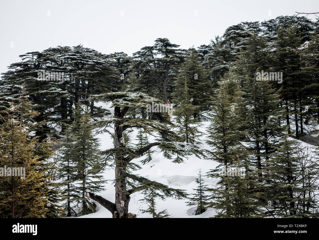 Lebanon cedar forest hi-res stock photography and images - Alamy