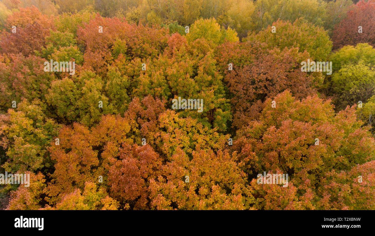 Aerial view of the colorful autumn city park. Beautiful view of nature ...