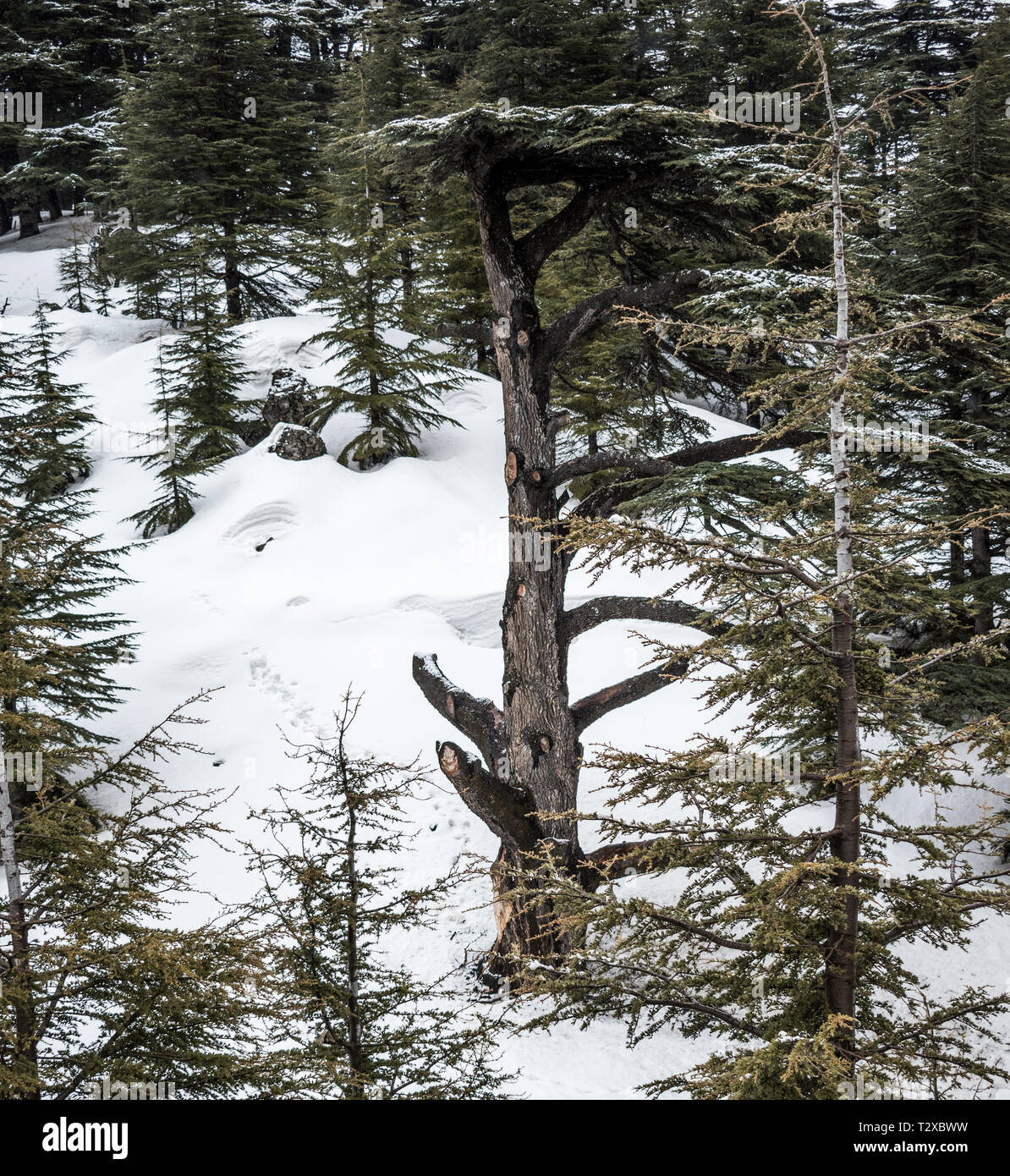 Lebanon cedar landscape hi-res stock photography and images - Alamy