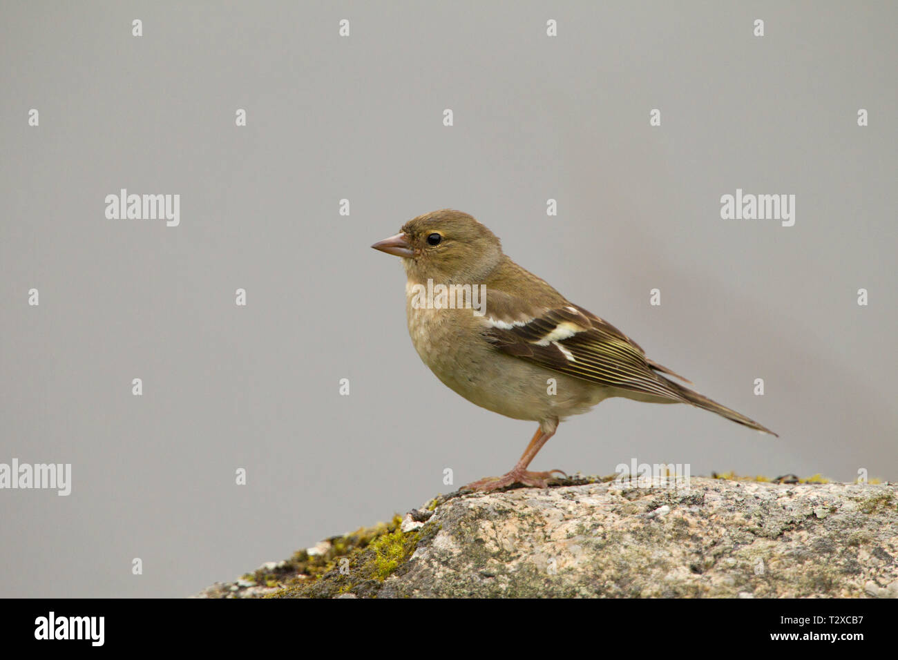 Female finches hi-res stock photography and images - Alamy