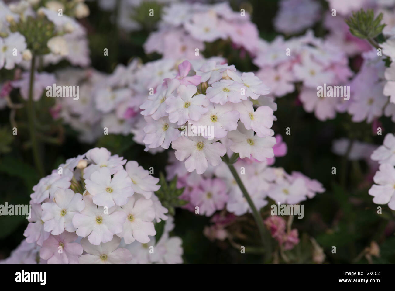 Verbena endurascape apple hi-res stock photography and images - Alamy