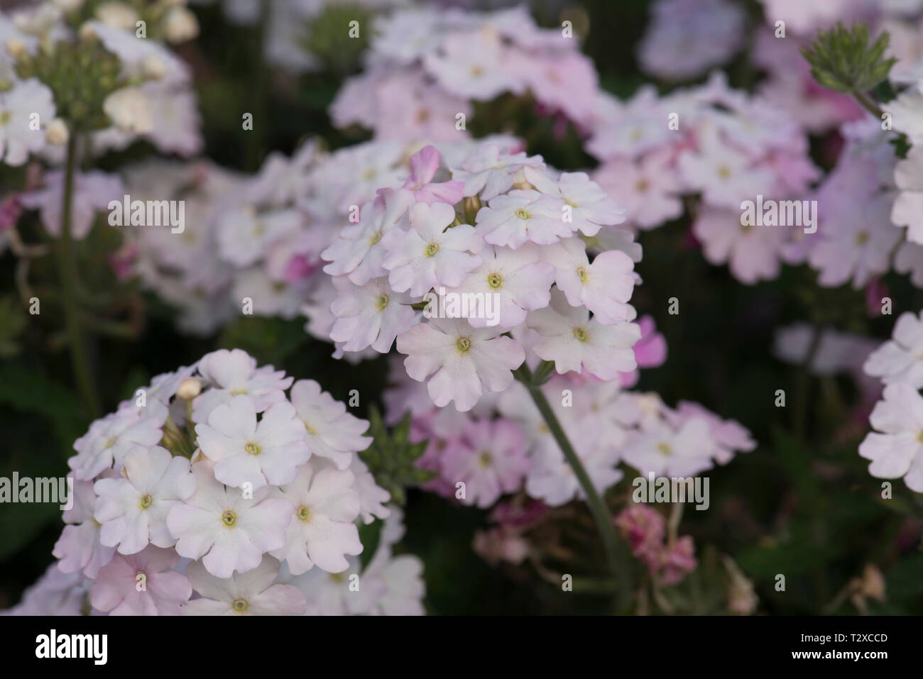 Verbena endurascape hi-res stock photography and images - Alamy