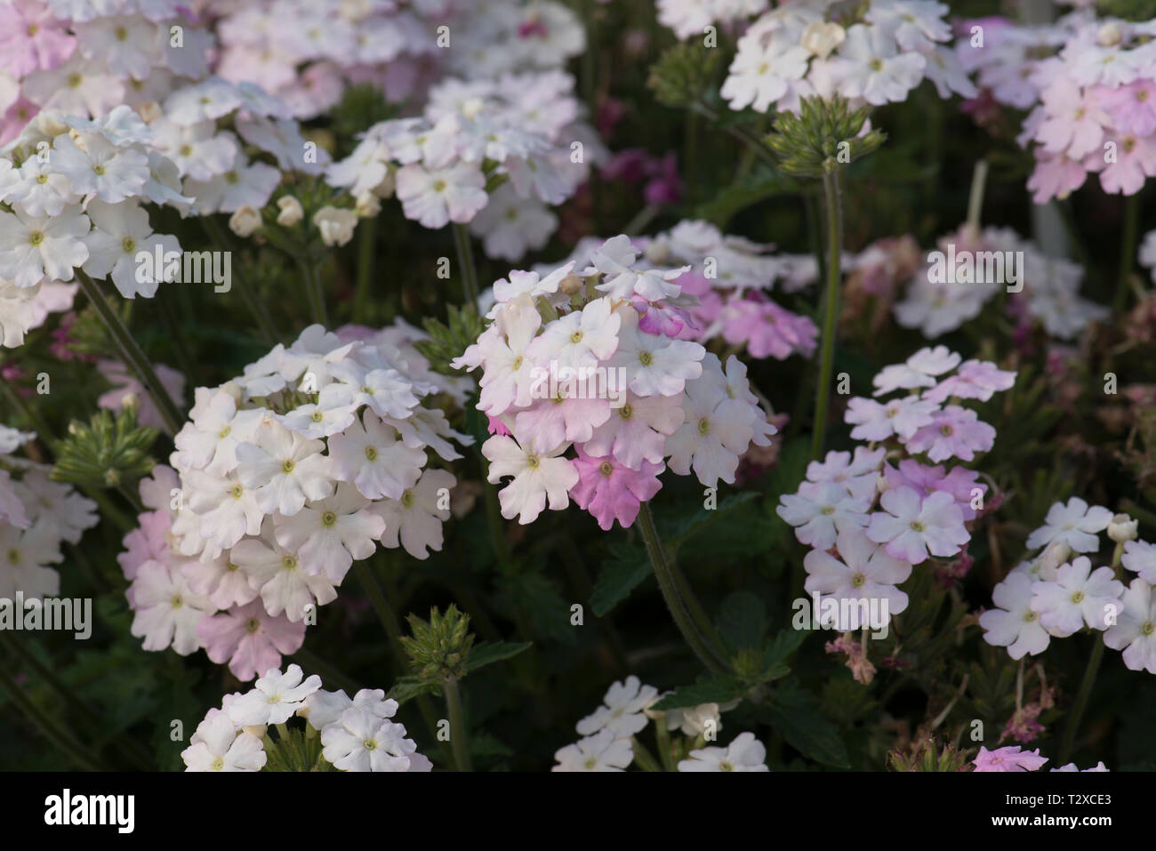Verbena endurascape apple hi-res stock photography and images - Alamy