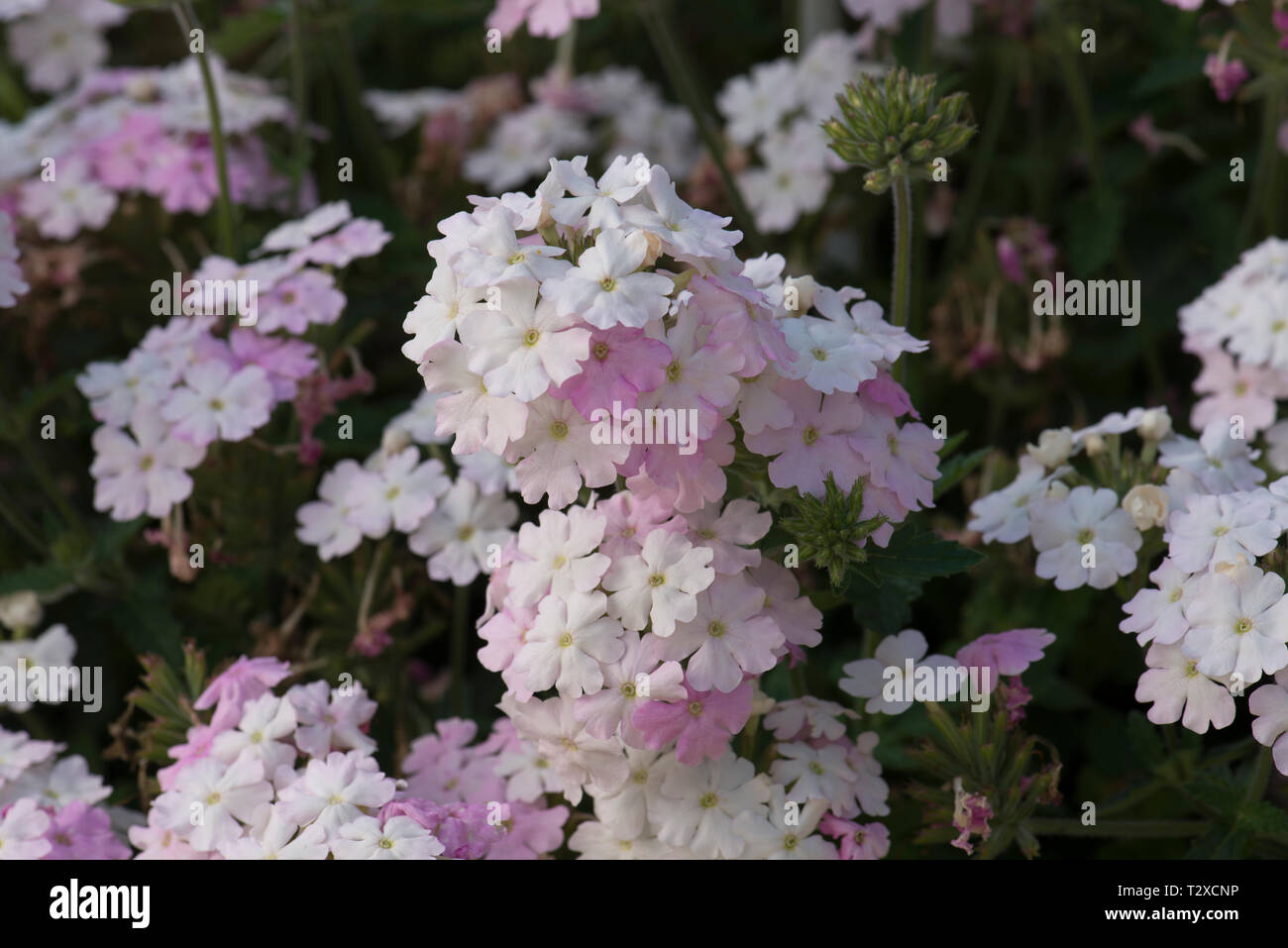 Verbena endurascape hi-res stock photography and images - Alamy