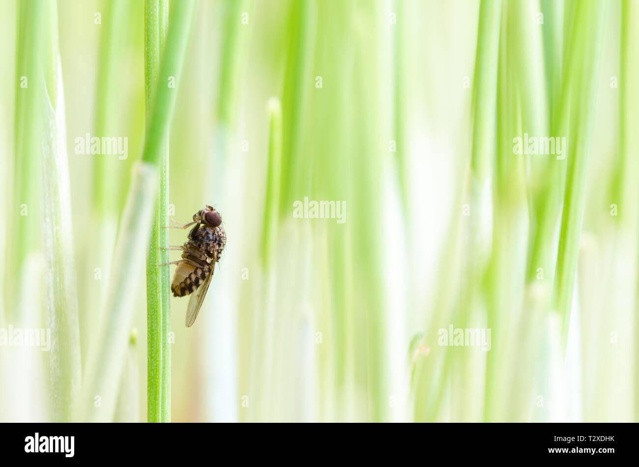 Small fly on tall grass, Drosophila Repleta Stock Photo - Alamy