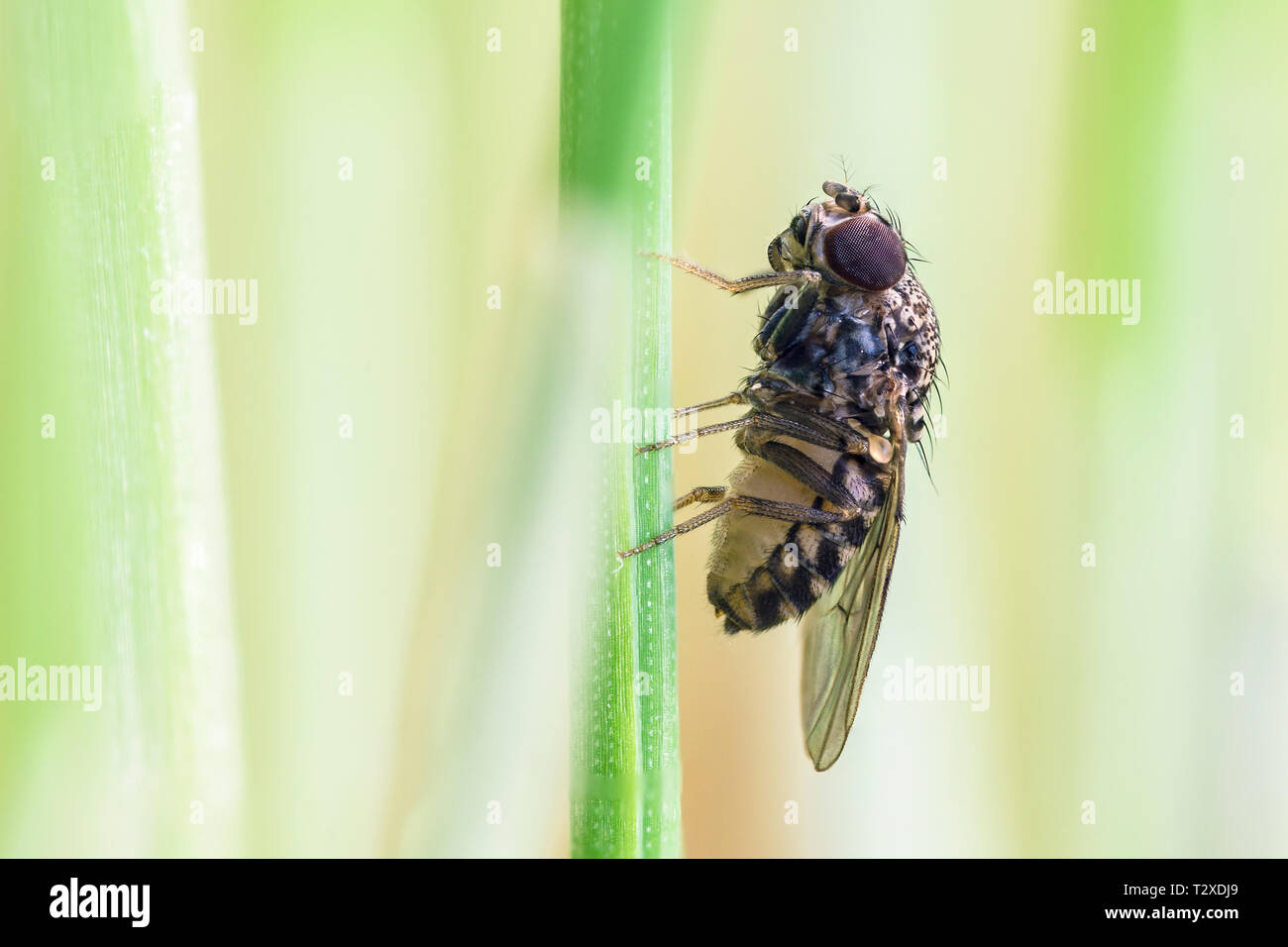 Small fly on tall grass, Drosophila Repleta Stock Photo - Alamy