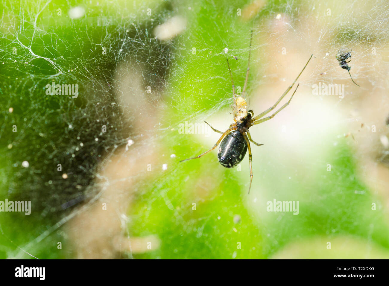 Spider catching insect hi-res stock photography and images - Alamy