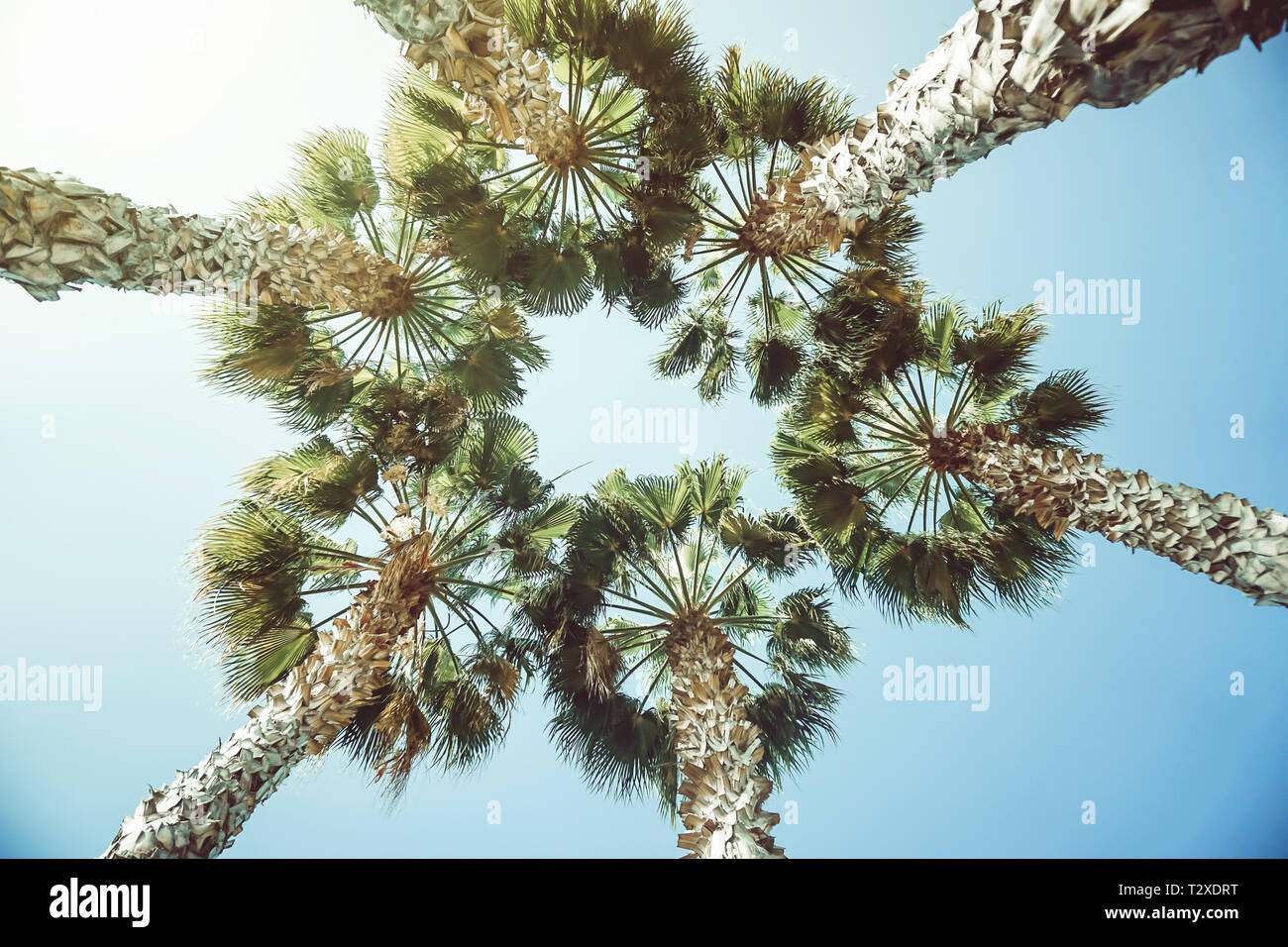Circle palm trees hi-res stock photography and images - Alamy