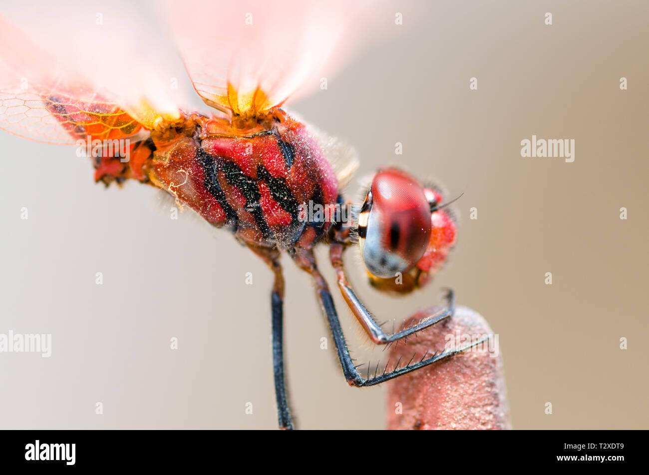 Red darter dragonfly Stock Photo - Alamy