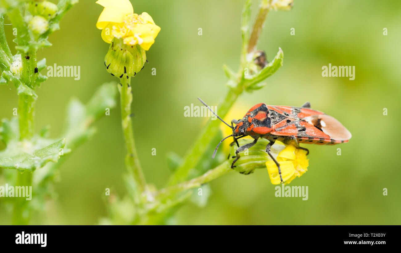 Spilostethus pandurus hi-res stock photography and images - Alamy